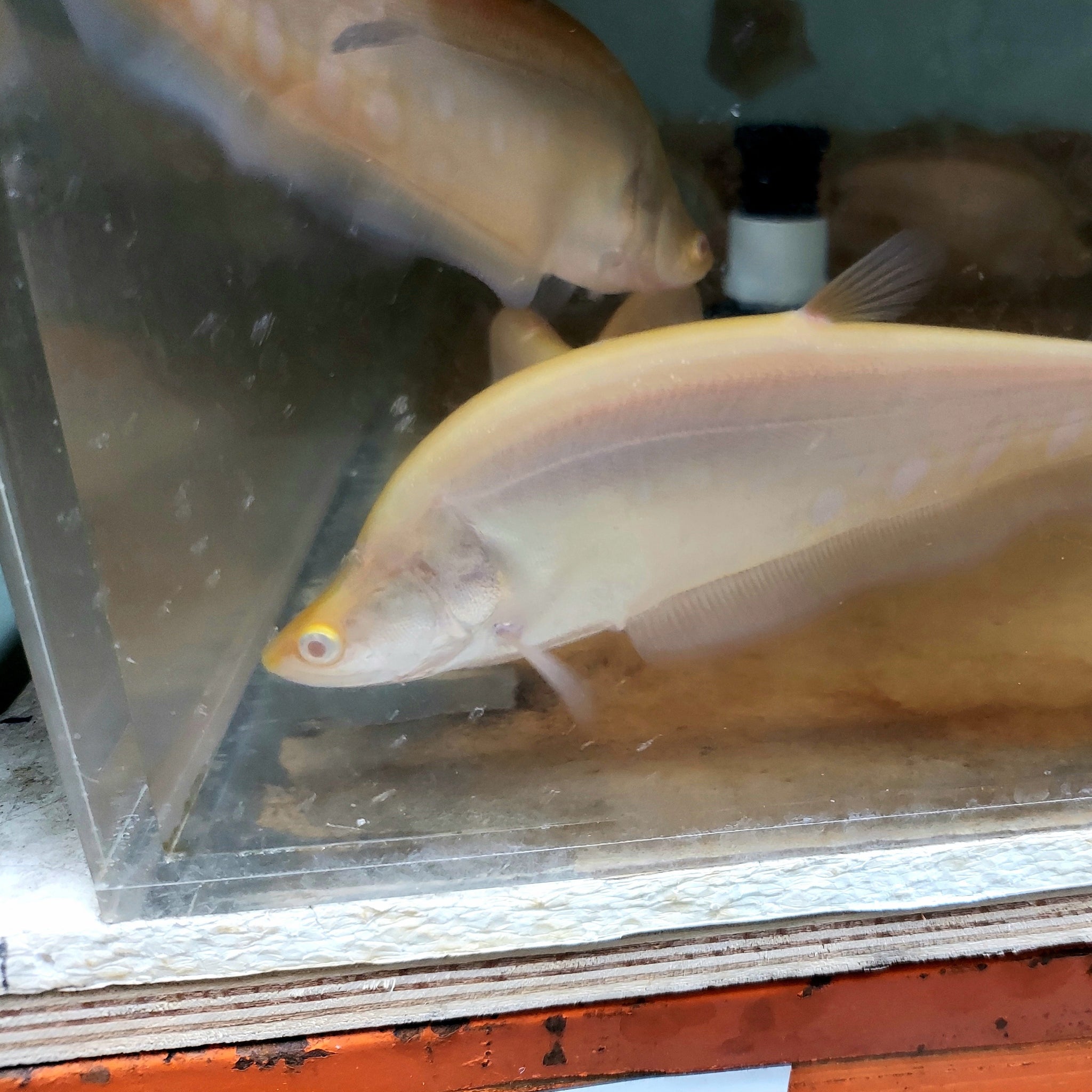 FRESHWATER FISH — Predatory Fins