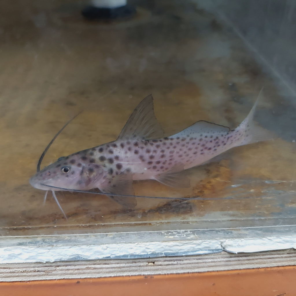 CATFISH — Predatory Fins
