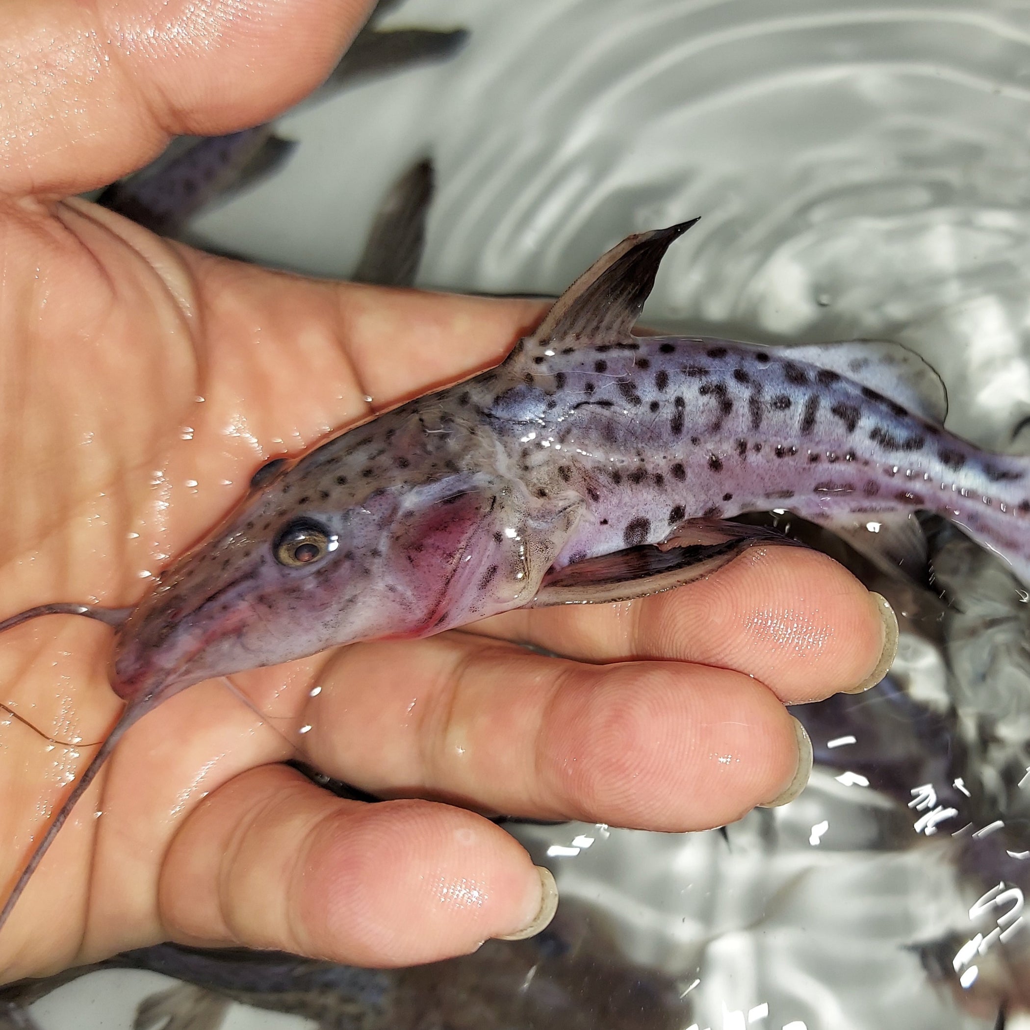 Leopard Ripsaw Catfish (Oxydoras niger sp) — Predatory Fins
