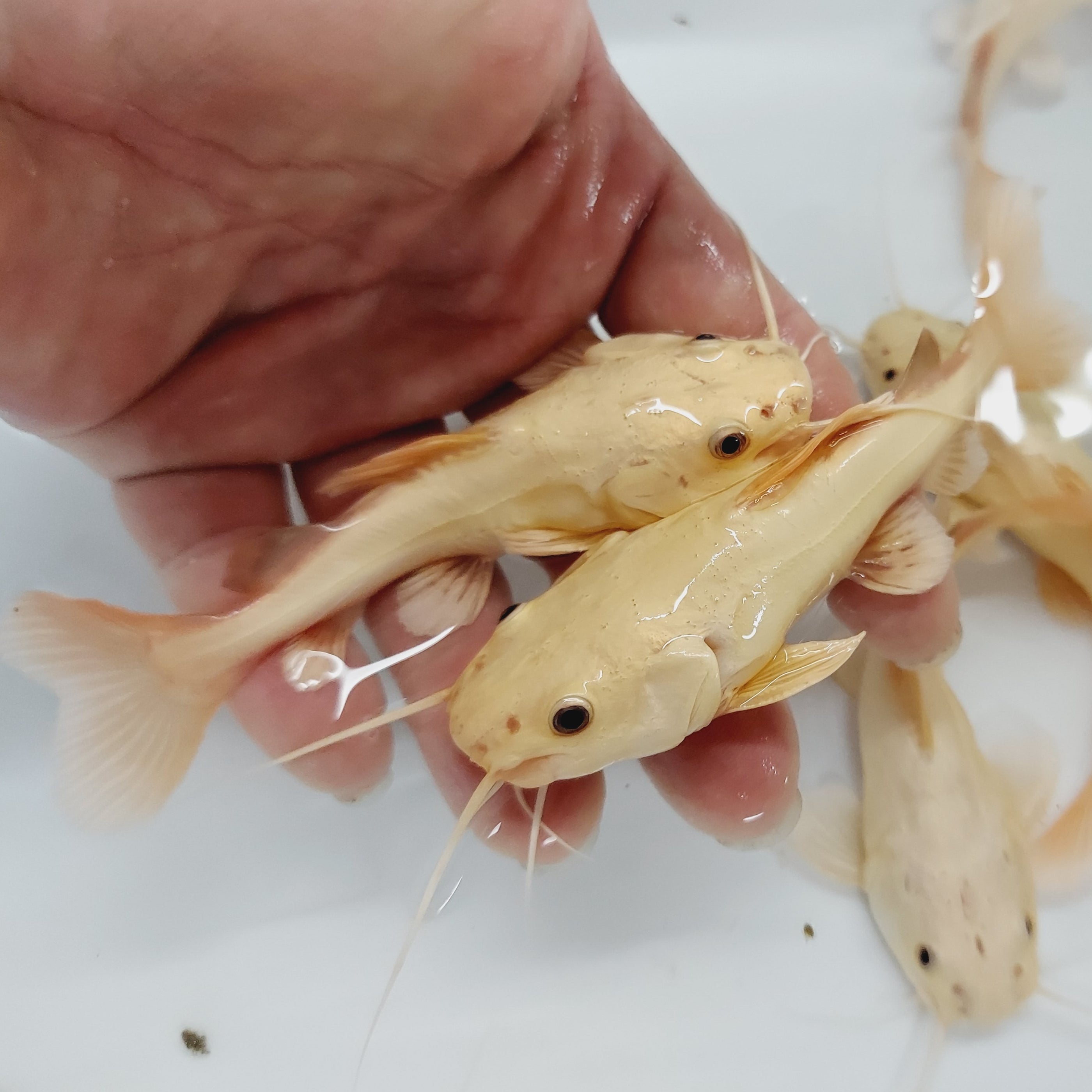 Platinum Redtail Catfish (Phractocephalus hemioliopterus) — Predatory Fins