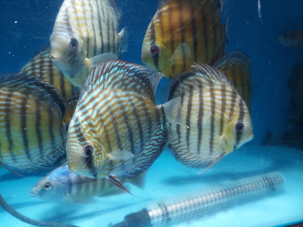DISCUS — Predatory Fins