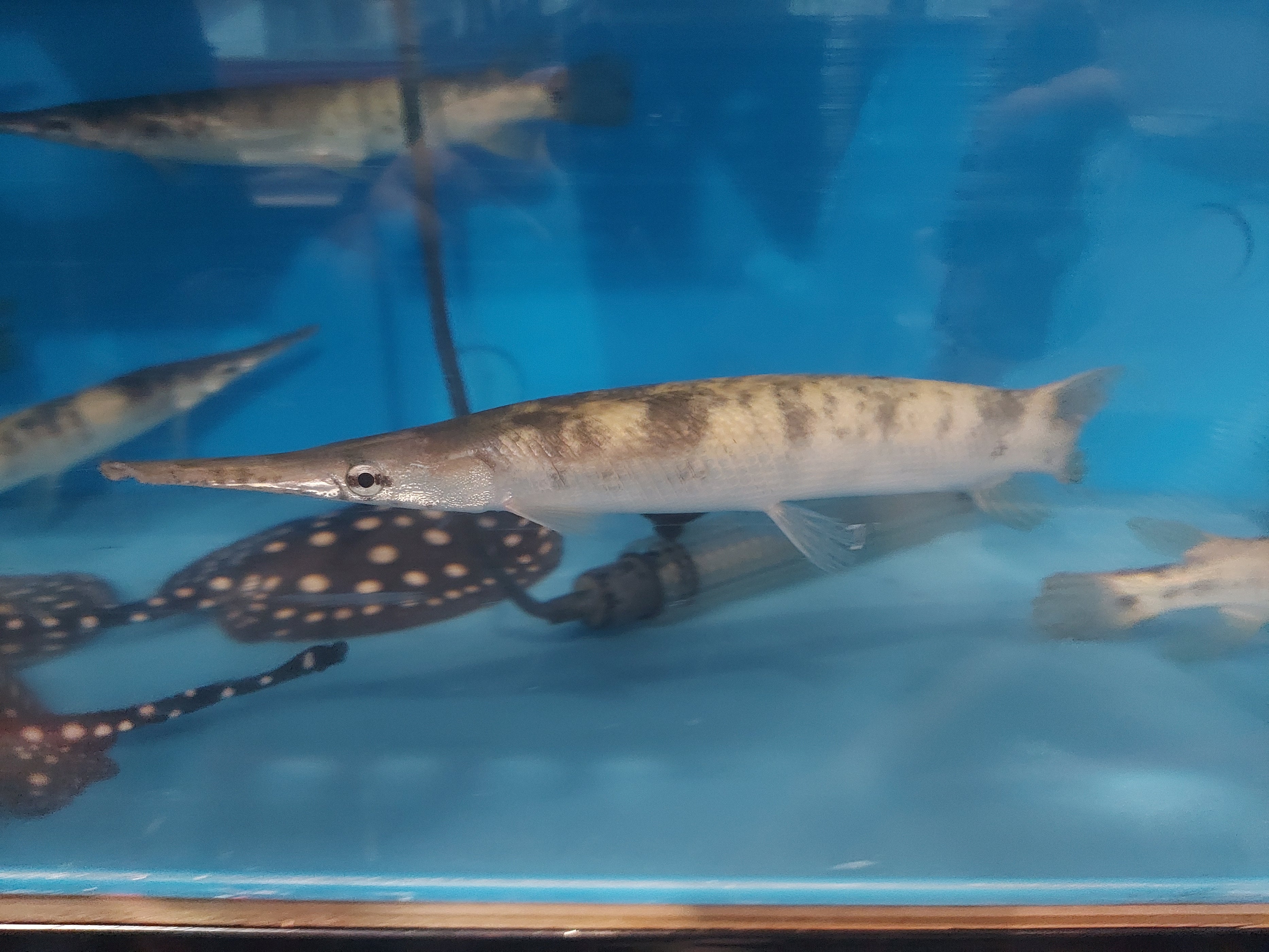 Golden Marble Florida Gar (Lepisosteus platyrhincus) — Predatory Fins