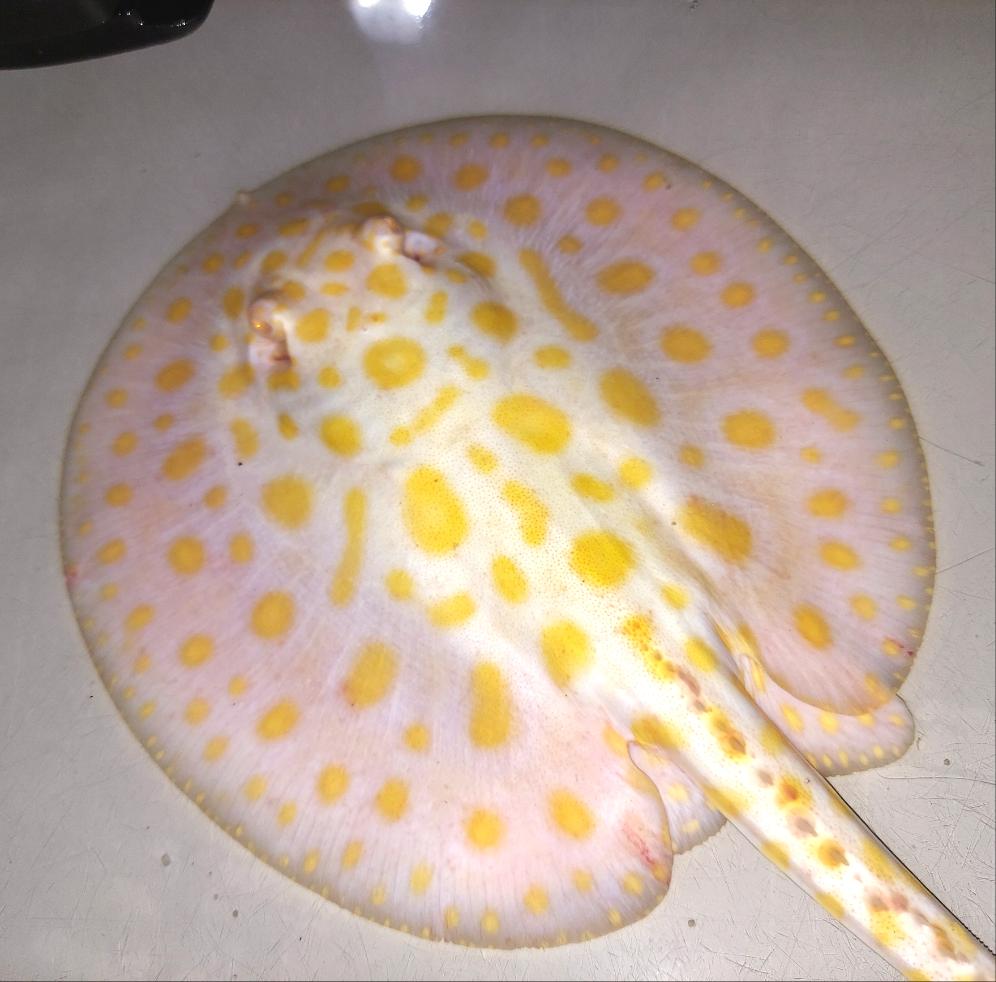 Albino Black Diamond Hybrid Stingray (Potamotrygon leopoldi ...