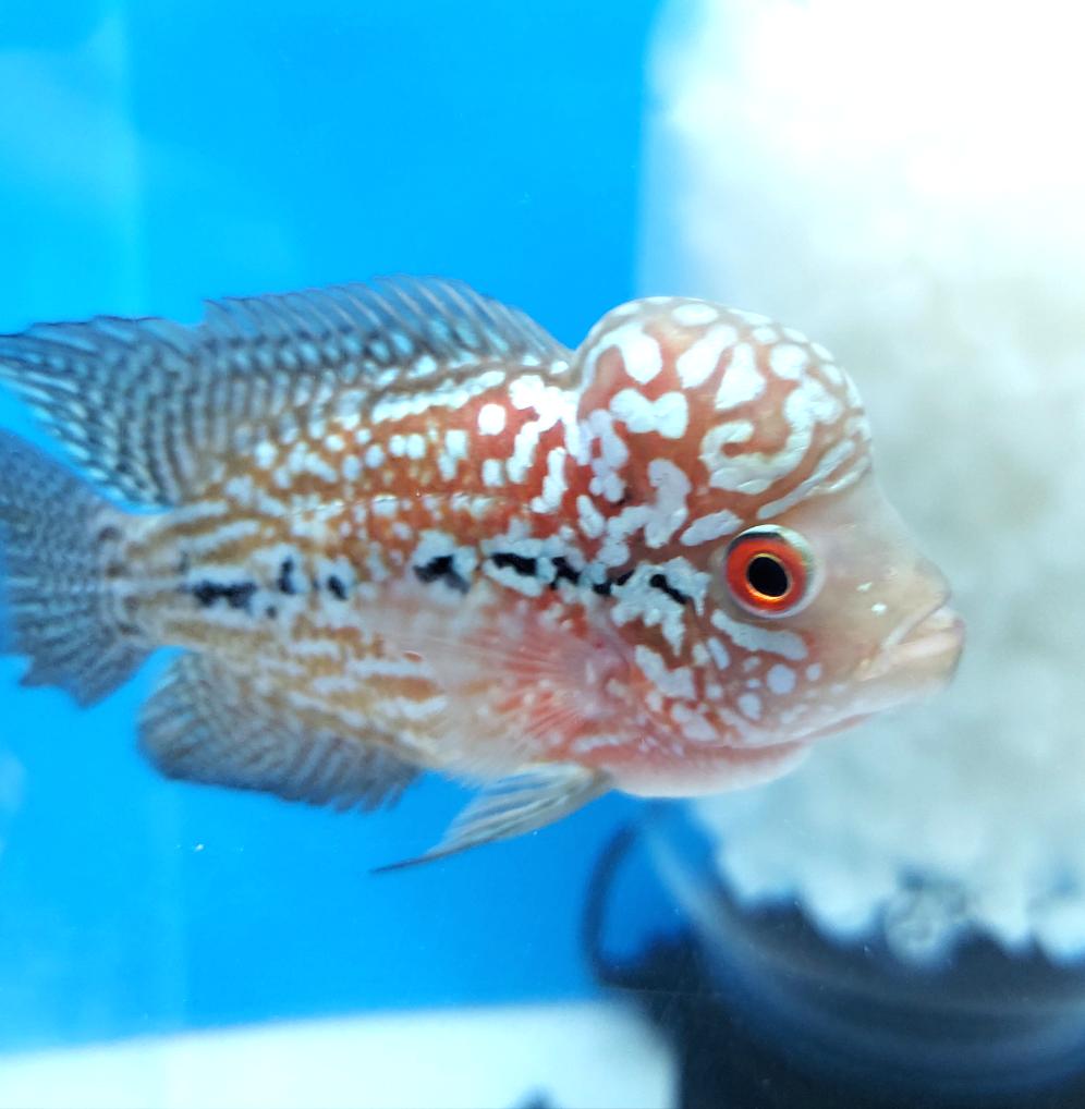 Kamfa Flowerhorn Cichlid (Cichlasoma sp) – Predatory Fins