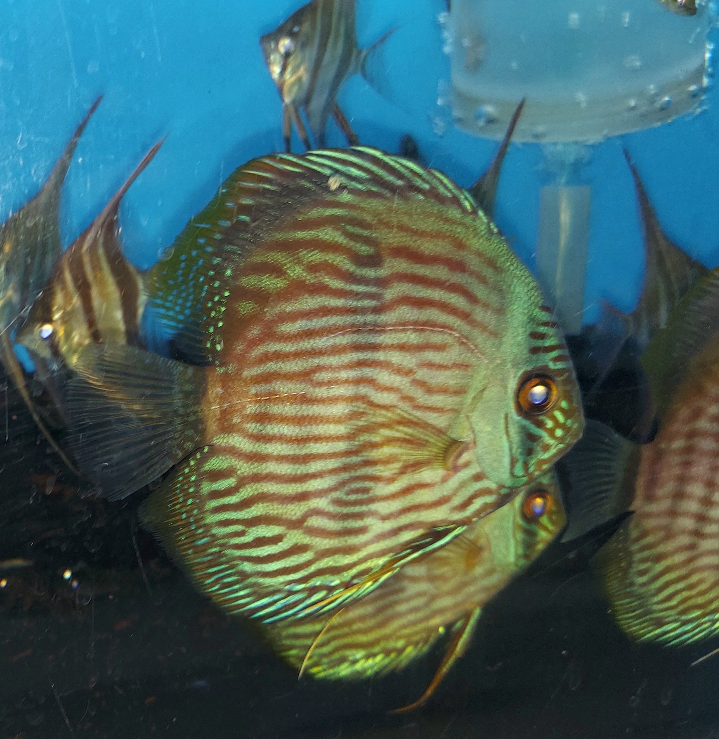 Blue Face Heckel Discus (Symphysodon aequifaciatus) — Predatory Fins