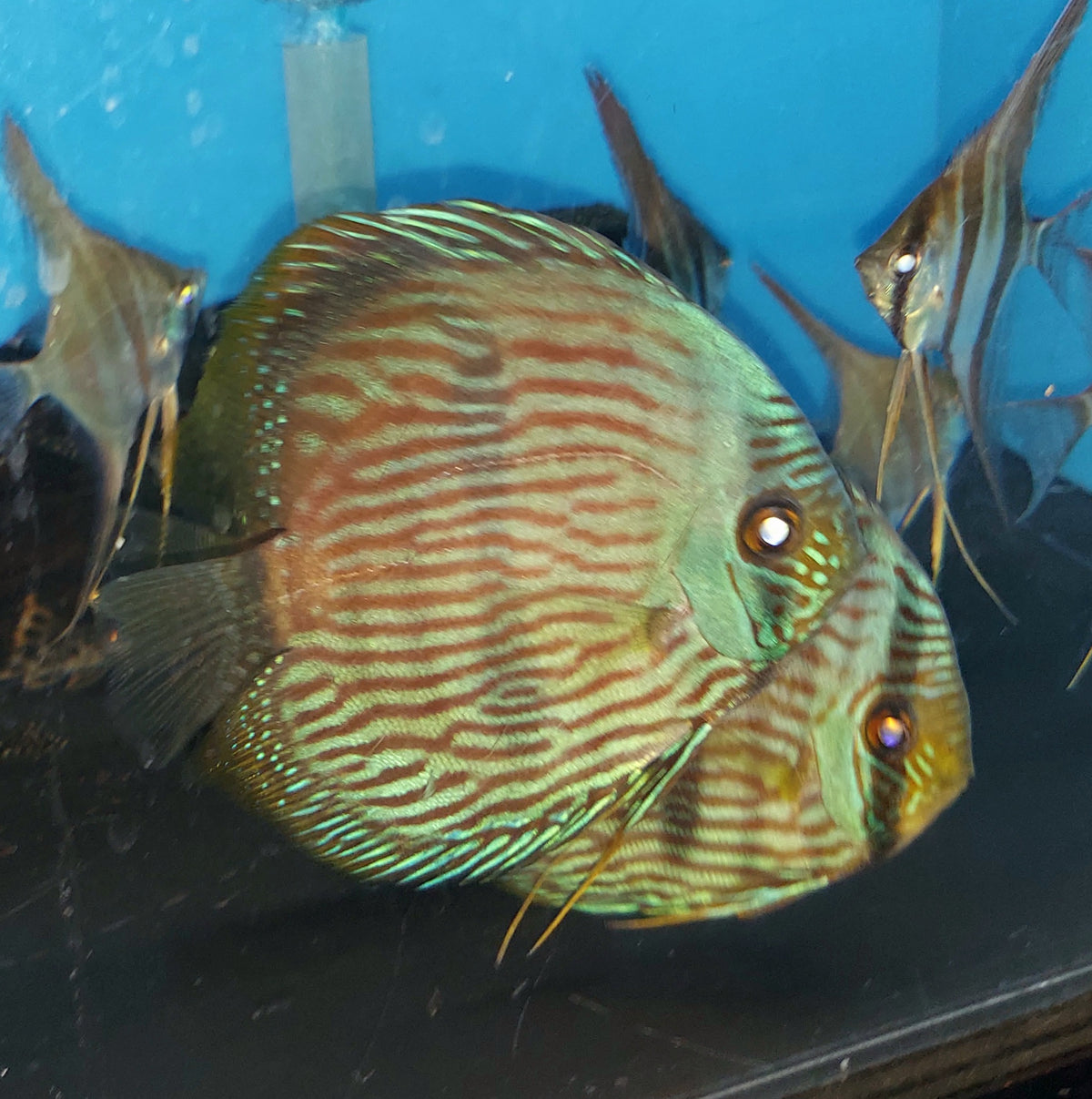 Blue Face Heckel Discus (Symphysodon aequifaciatus) — Predatory Fins