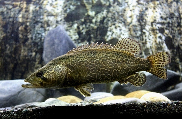 Leopard Mandarin Perch (Siniperca scherzeri) – Predatory Fins