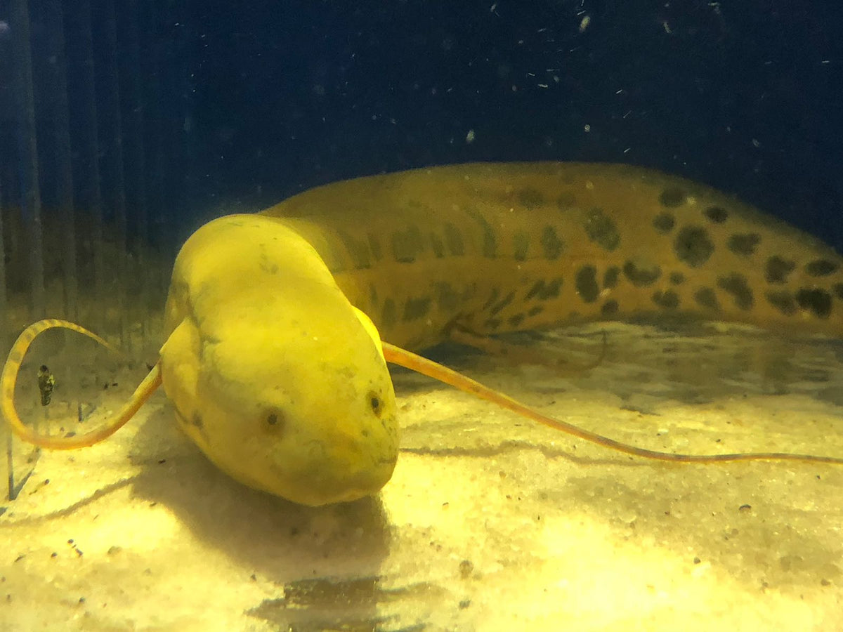 Marbled African Lungfish (Protopterus aethiopicus) — Predatory Fins