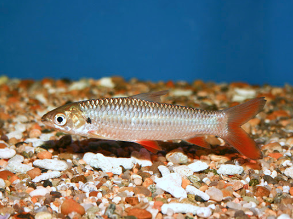 BARBS — Predatory Fins