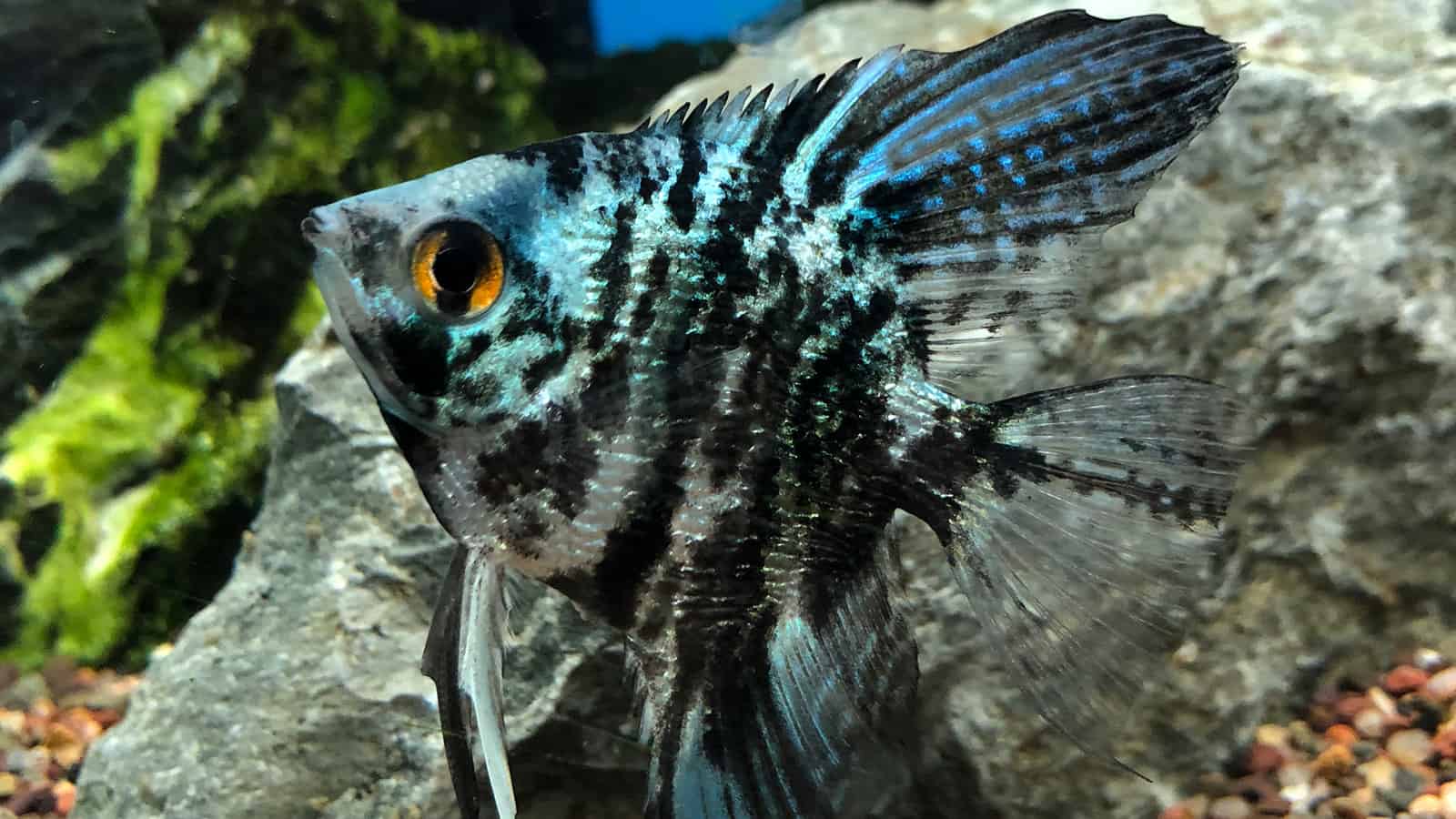 Blue Marble Angelfish