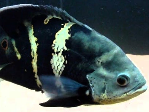 Bumblebee Oscar (Astronotus orbicularis) – Predatory Fins