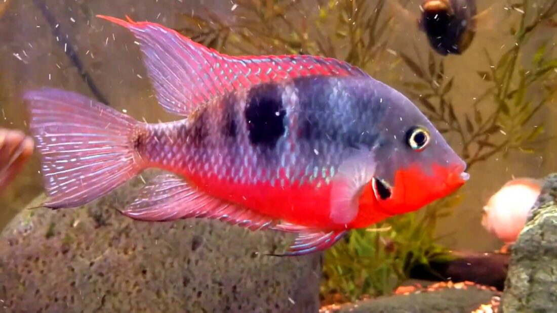 Firemouth Cichlid (Thorichthys meeki) – Predatory Fins