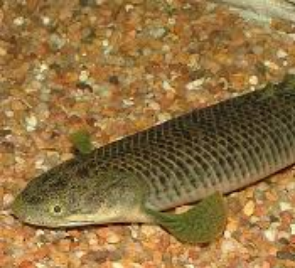 BICHIR — Predatory Fins