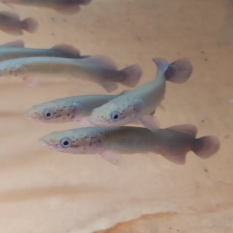 all — Predatory Fins