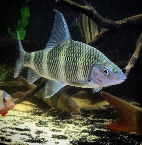 Golden Bumblebee Barb (Acrossocheilus longipinnis) – Predatory Fins