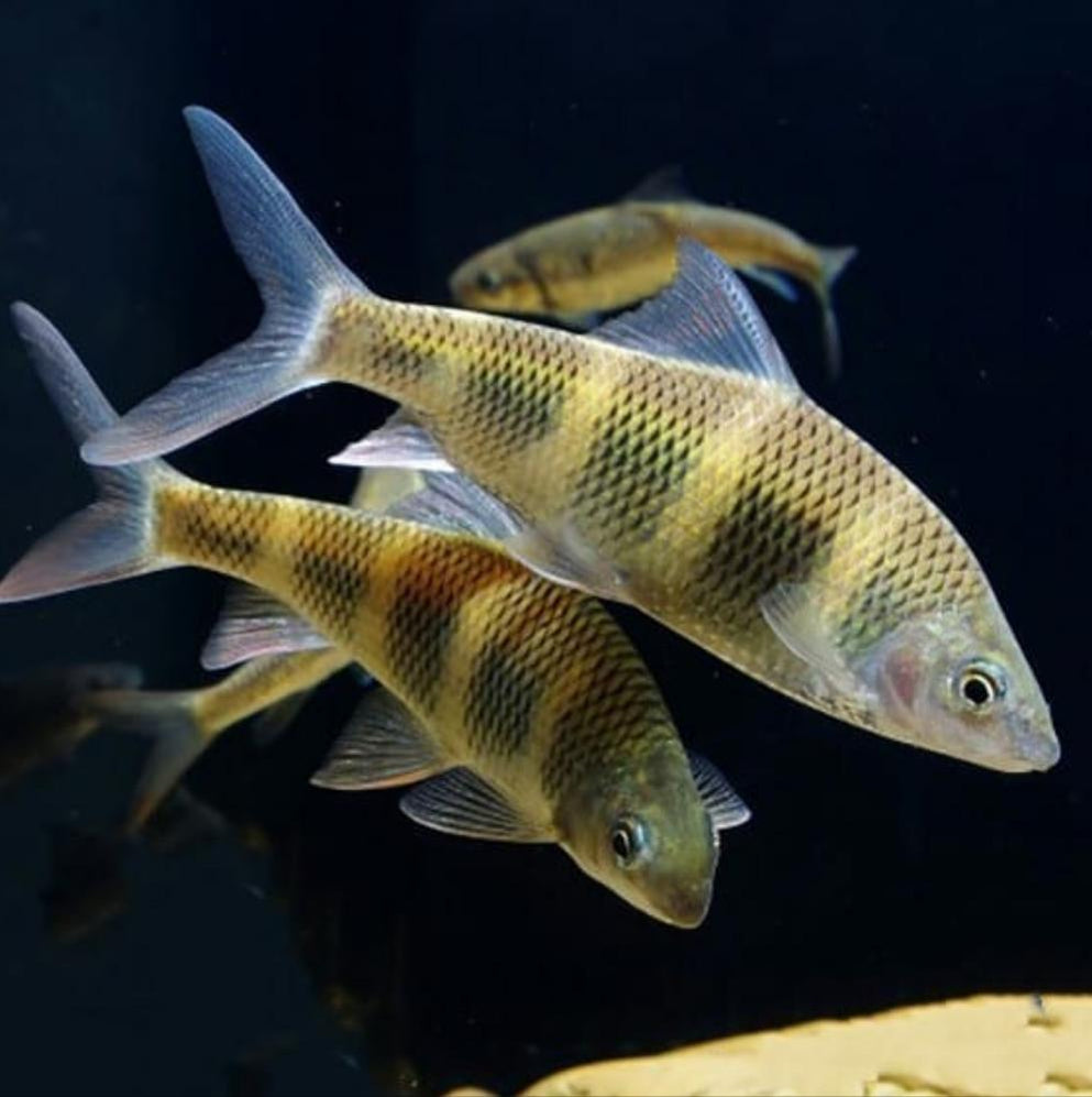 BARBS — Predatory Fins
