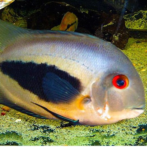 Uaru Cichlid (Uaru Amphiacanthoides) — Predatory Fins