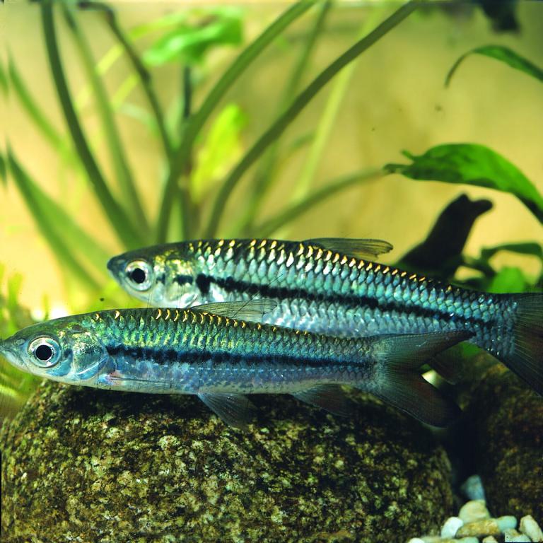 BARBS — Predatory Fins