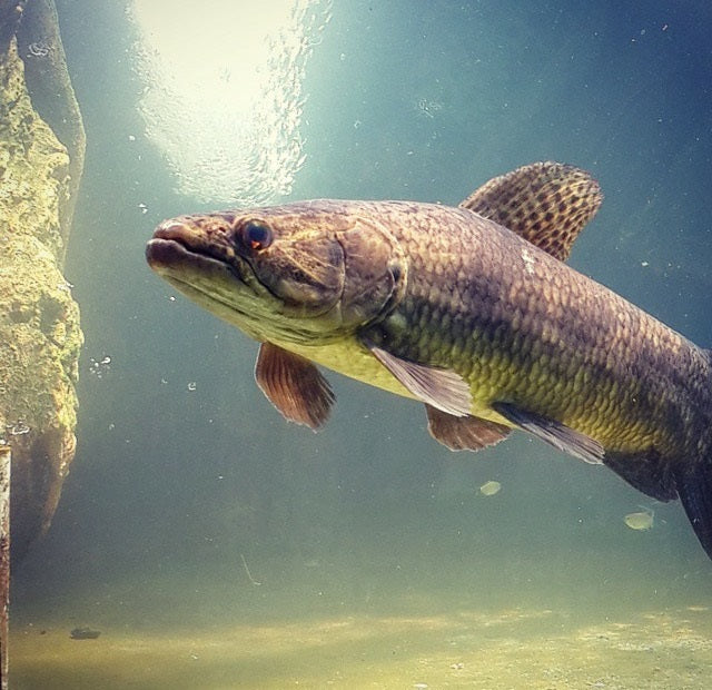 Freshwater Wolf Fish Aimara Wolf Fish 6" 7" (hoplias Aimara) Product