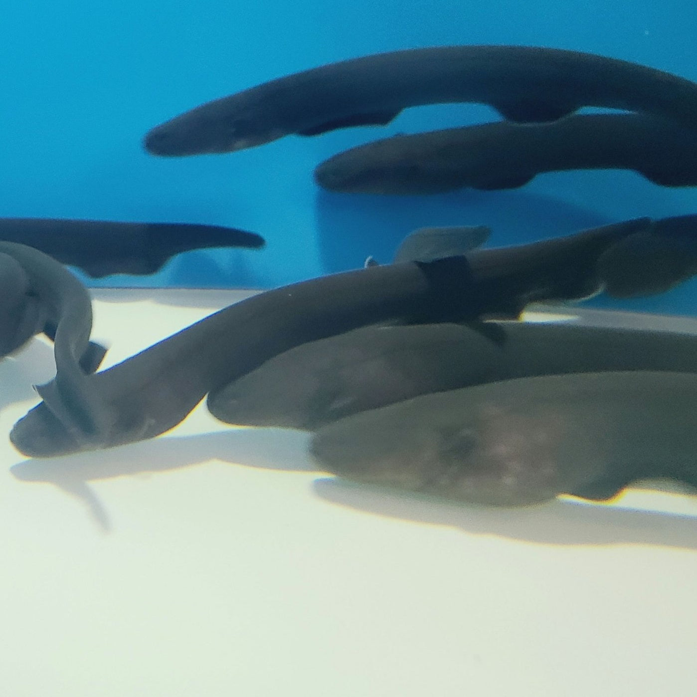 EELS — Predatory Fins