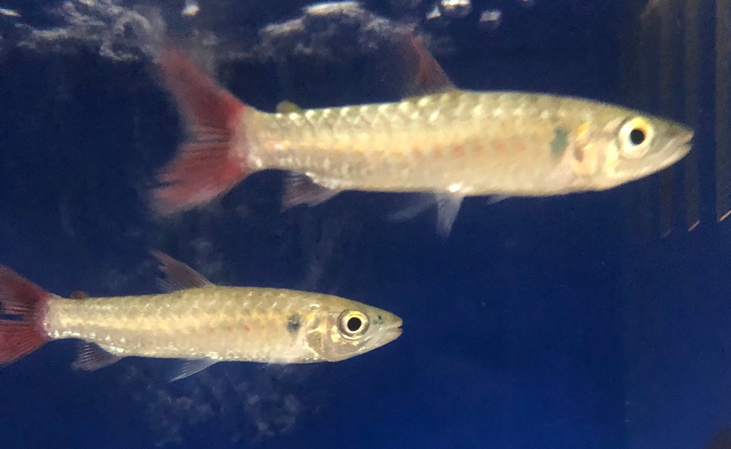 ODDBALLS — Predatory Fins