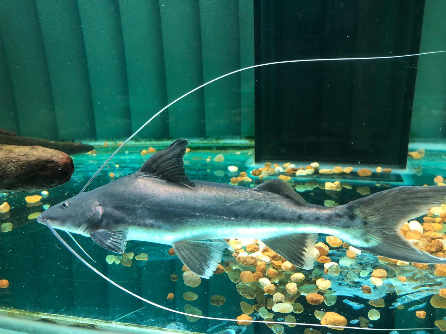 CATFISH — Predatory Fins
