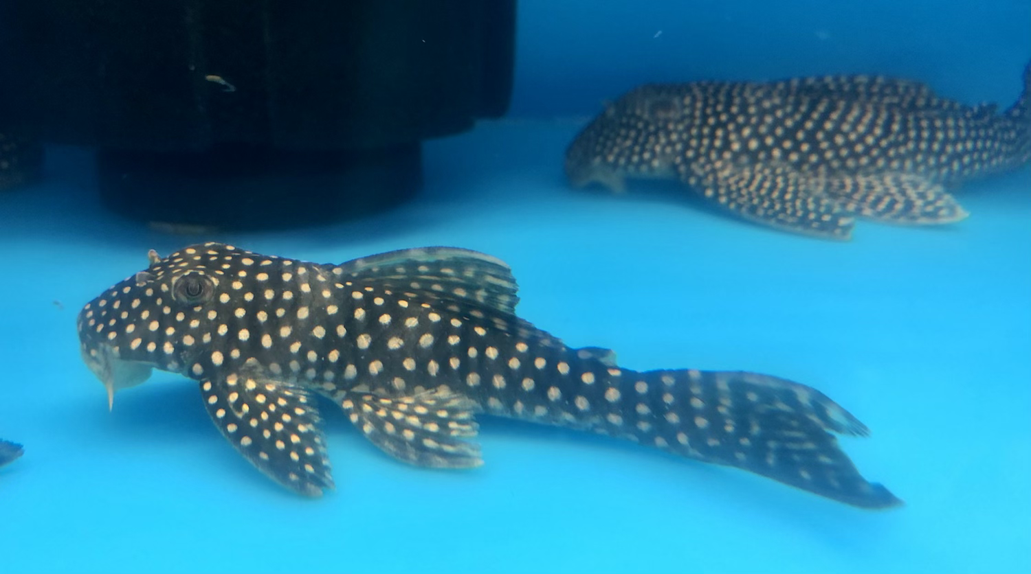 L048 Golden Cloud Pleco (Scobinancistrus pariolispos) – Predatory Fins