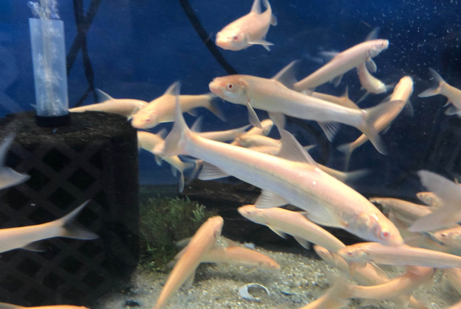 Albino Aral Barbel (Luciobarbus brachycephalus) — Predatory Fins