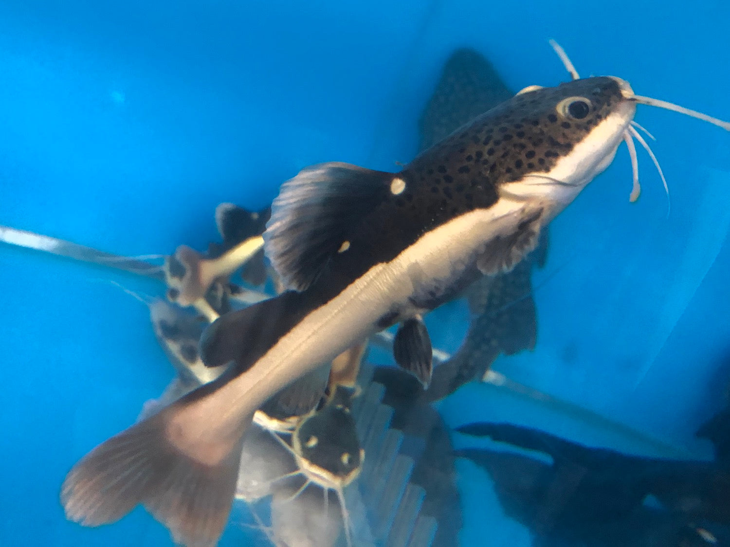 Redtail Catfish (Phractocephalus hemioliopterus) – Predatory Fins