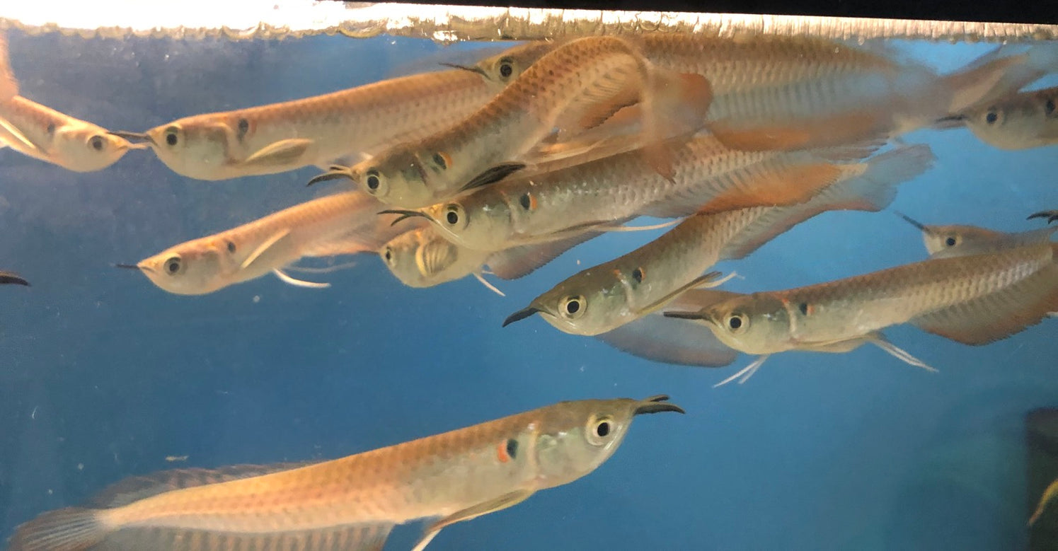 AROWANA — Predatory Fins