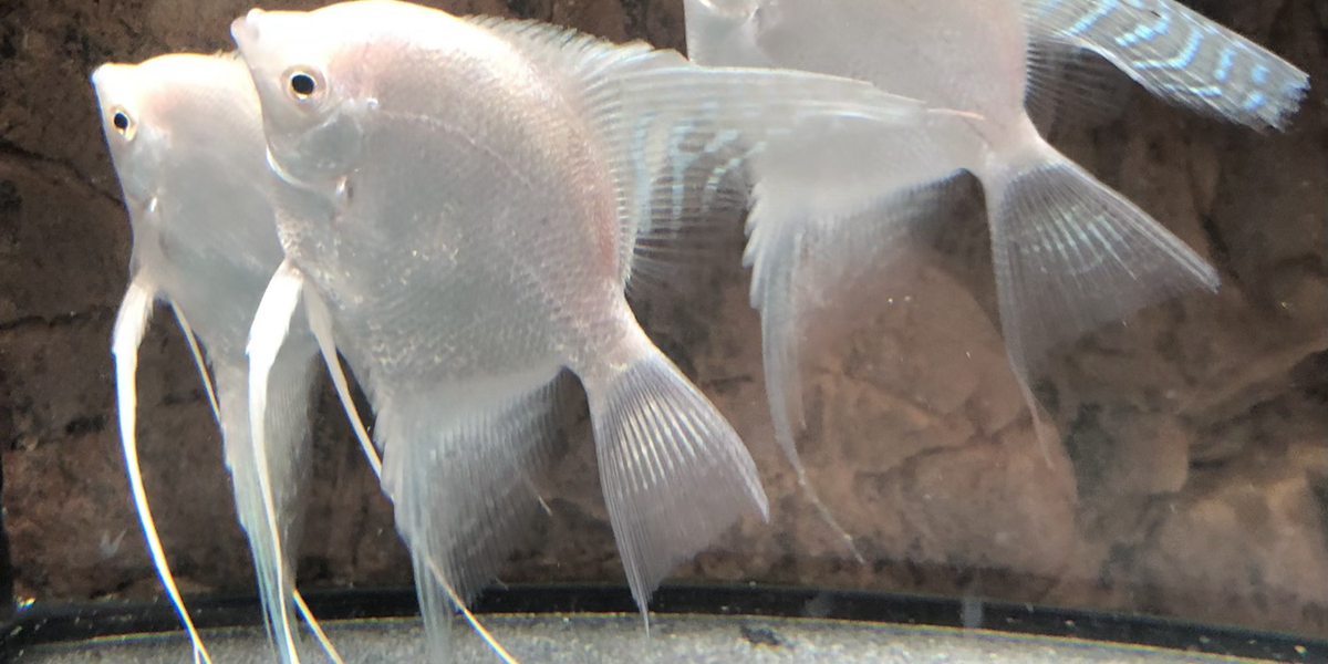 how big do platinum angelfish get