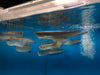 Predatory Fins