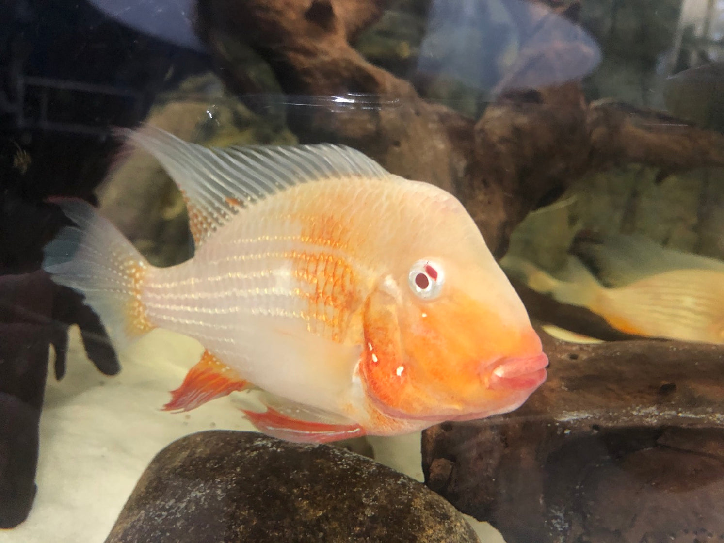 Albino Threadfin Acara Geophagus Cichlid (Acarichthys heckelii ...