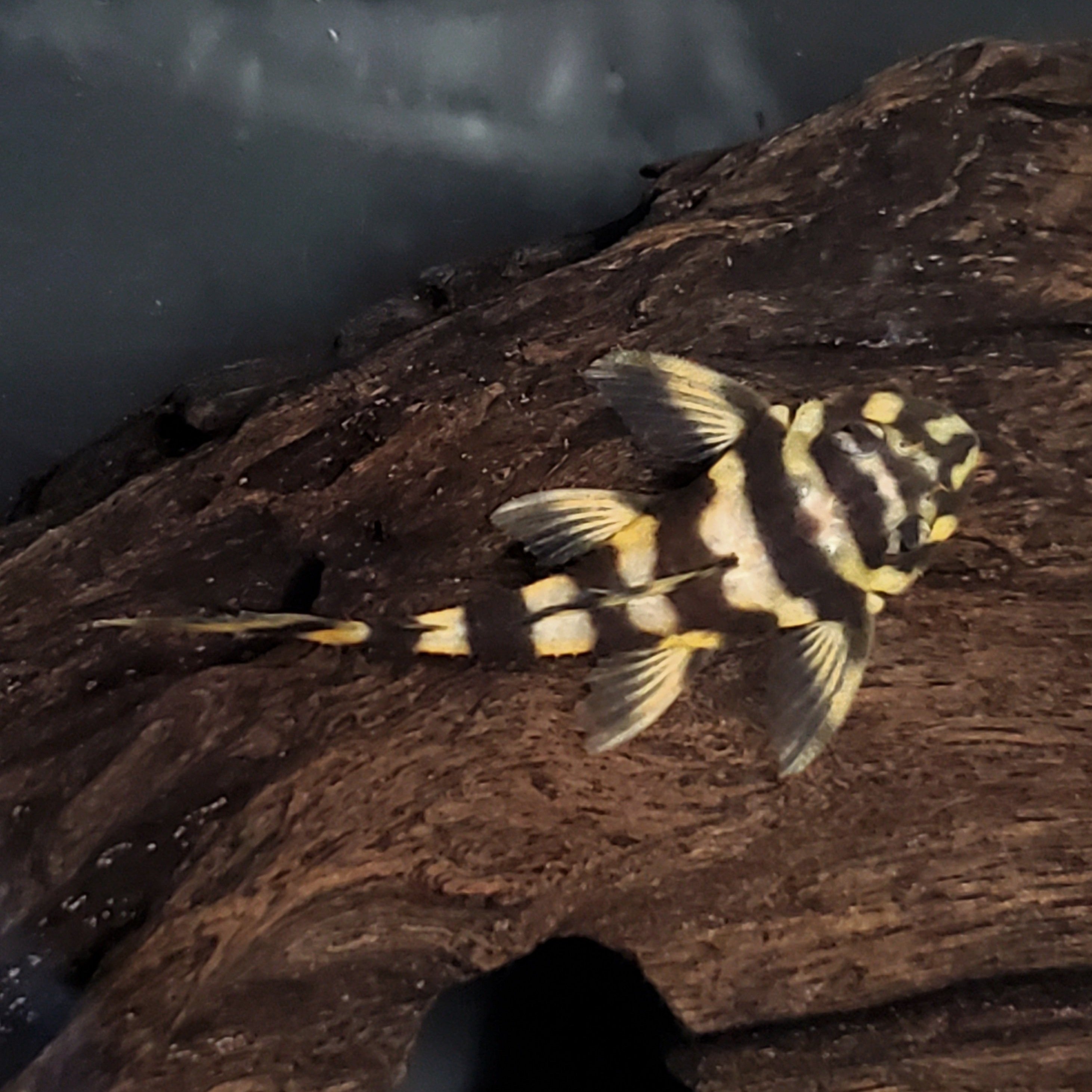 Butterfly Plecostomus