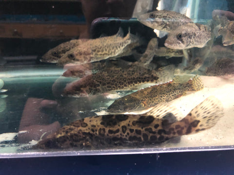 Leopard Mandarin Perch (Siniperca scherzeri) – Predatory Fins