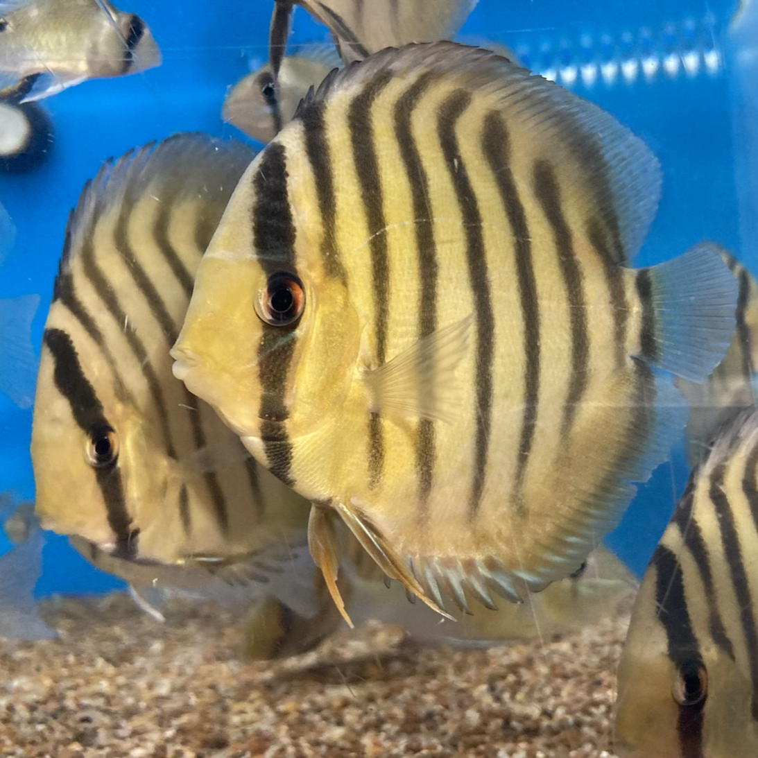 Brown Discus Fish
