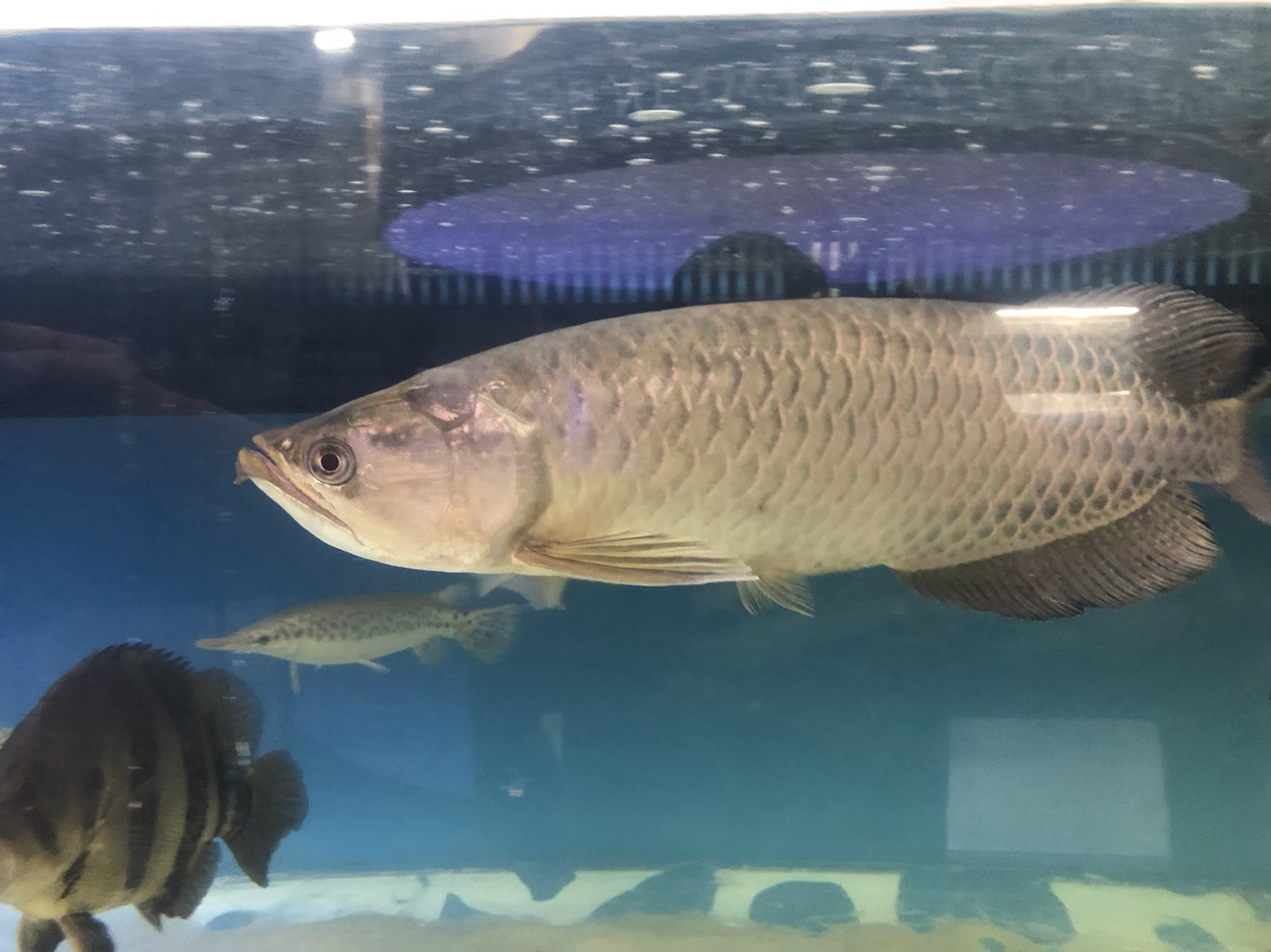 AROWANA — Predatory Fins