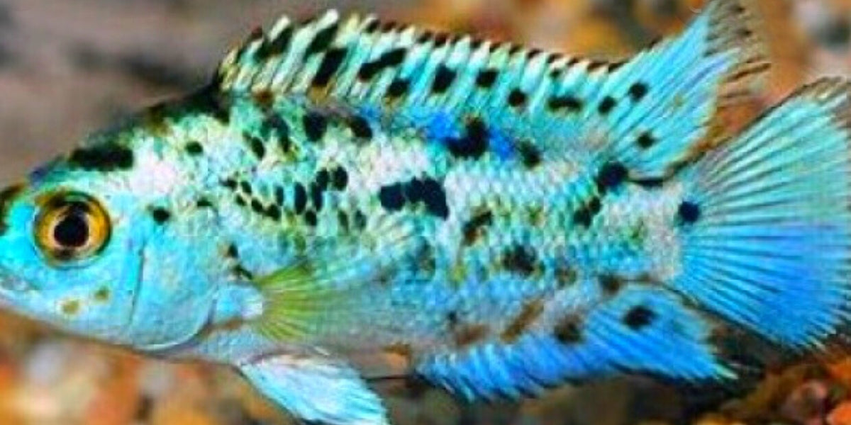 electric jack dempsey