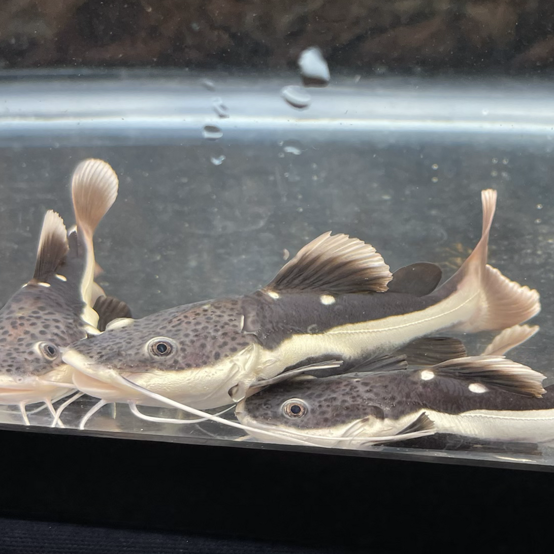 CATFISH — Predatory Fins