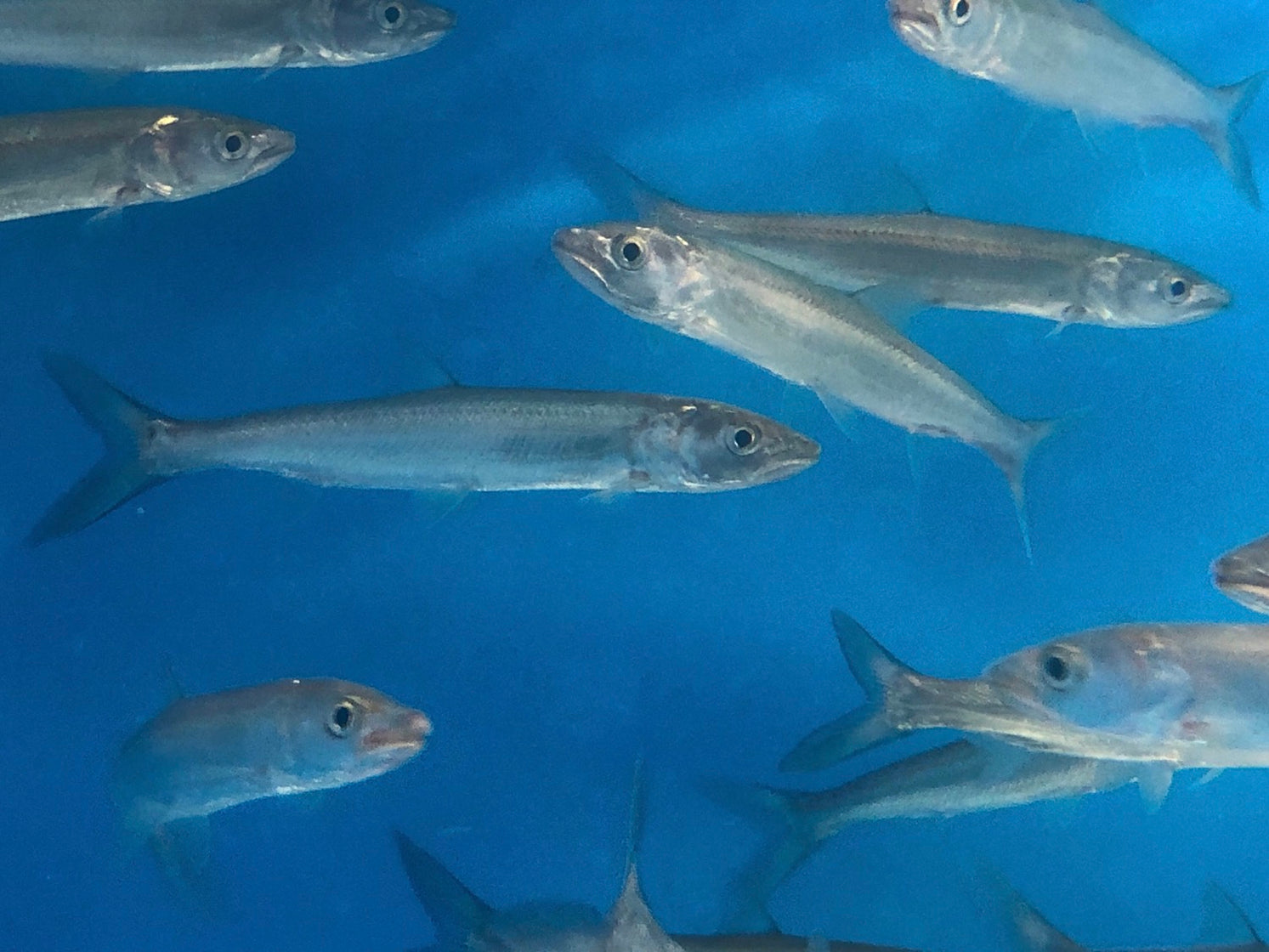 Yellowcheek Bambusa (Elopichthys bambusa) — Predatory Fins
