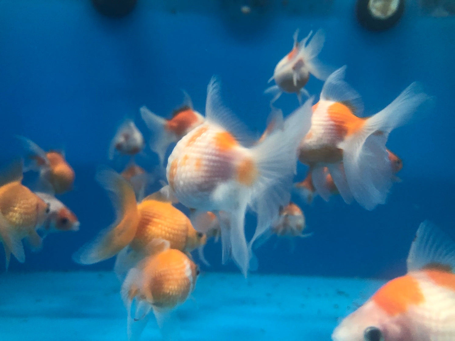 Ping Pong Pearlscale Goldfish (Carassius auratus) — Predatory Fins