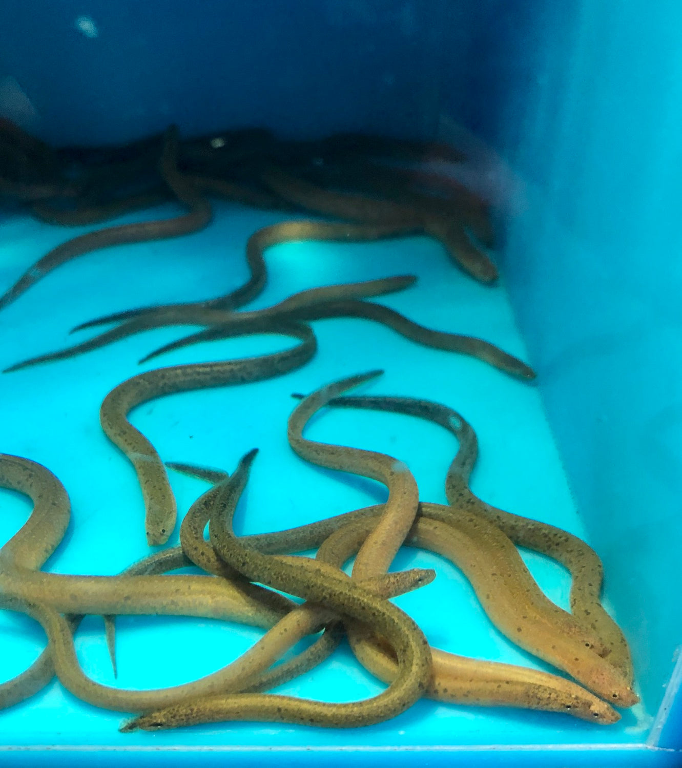 EELS — Predatory Fins