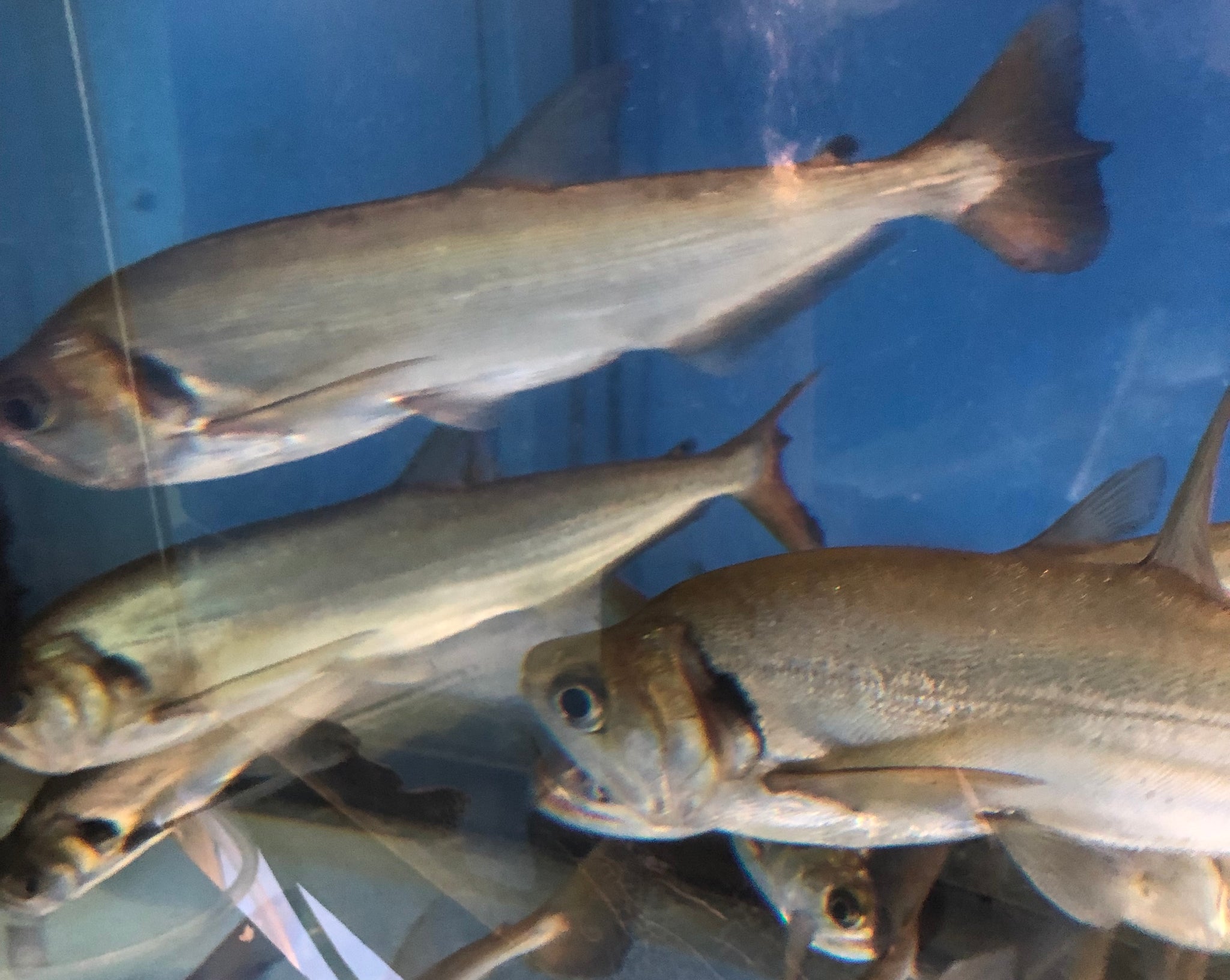 TETRAS — Predatory Fins