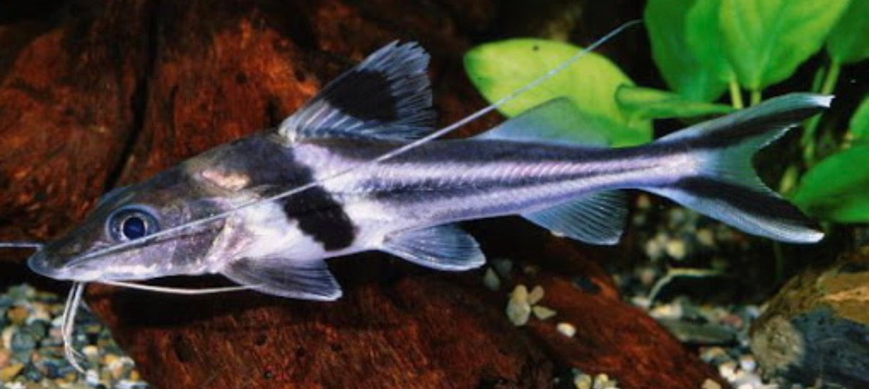 Ornate Catfish (Pimelodus ornatus) – Predatory Fins