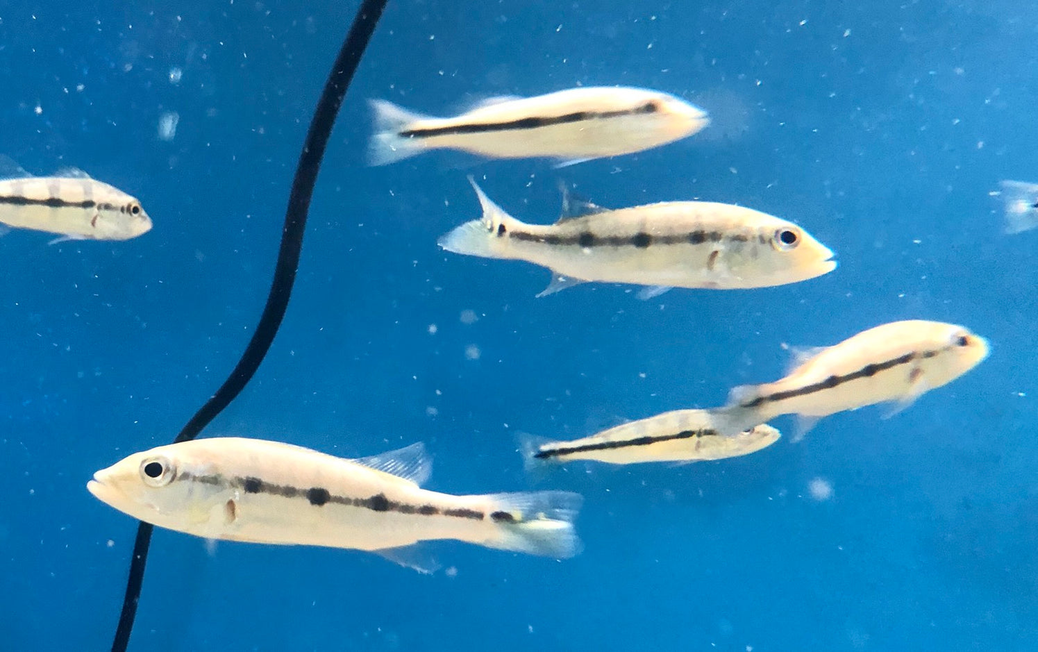 all — Predatory Fins