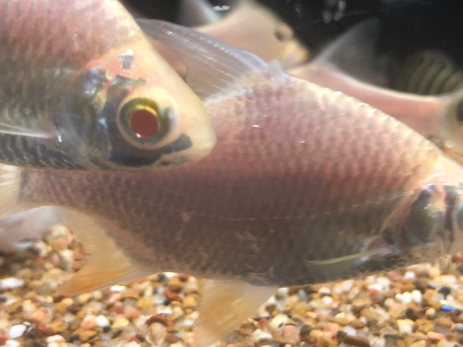 BARBS — Predatory Fins