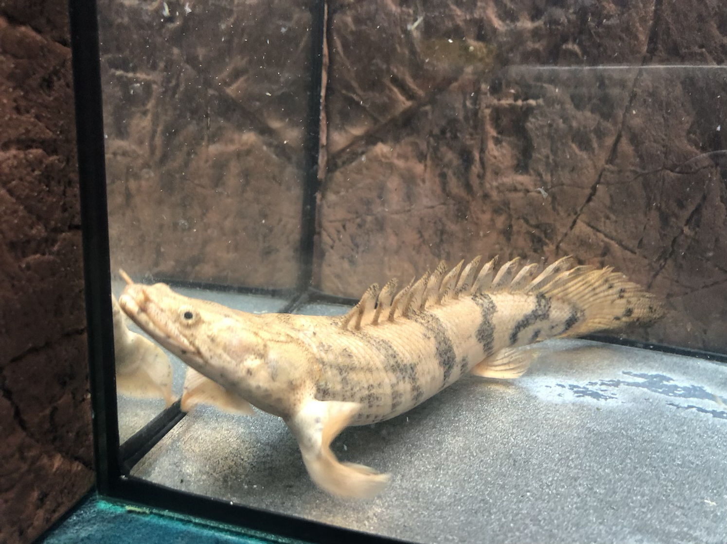 Endlicheri Bichir (Polypterus endlicheri) — Predatory Fins