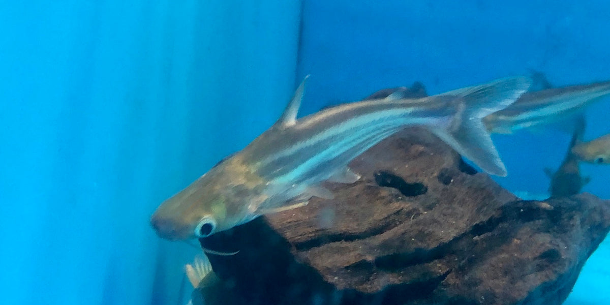 iridescent fish