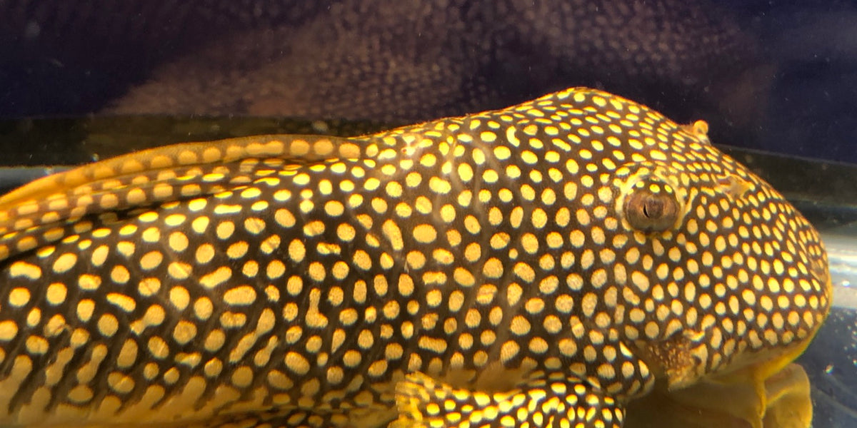 brown pleco size