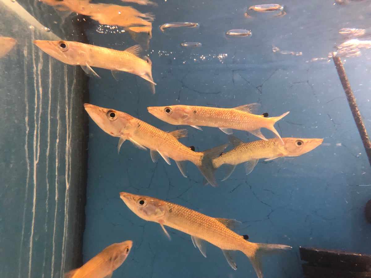 African Pike (Hepsetus odoe) — Predatory Fins